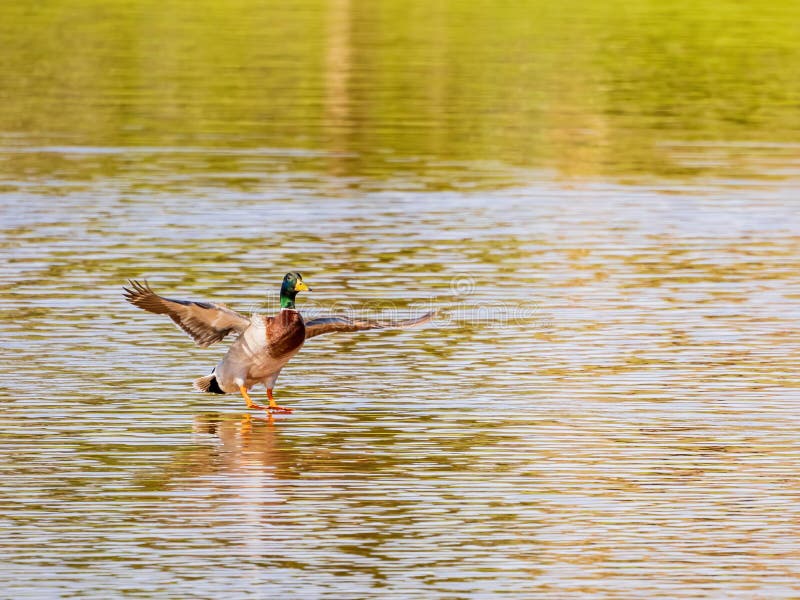 24,874 Flying Duck Stock Photos - Free & Royalty-Free Stock Photos from ...