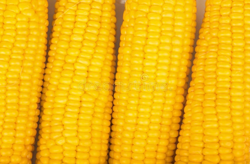 A Close Up Shot of a Fresh Ears of Corn Background Stock Image - Image ...