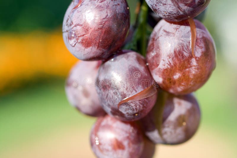 Close Up Shot of Fresh Grapes Stock Image - Image of shot, grapes ...