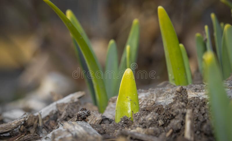Daffodil plants stock photo. Image of petal, minimalist - 2315068