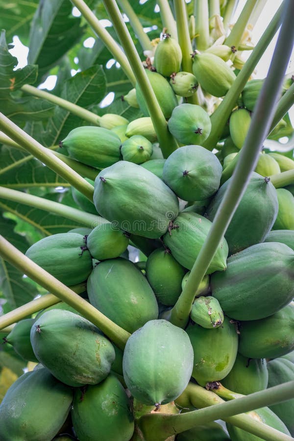 Close Up Shot of Fresh Hybrid Papaya on the Tree Stock Image - Image of ...