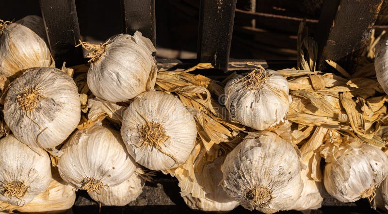 Close Up Shot of Fresh Stacked Garlic Stock Image - Image of nature ...