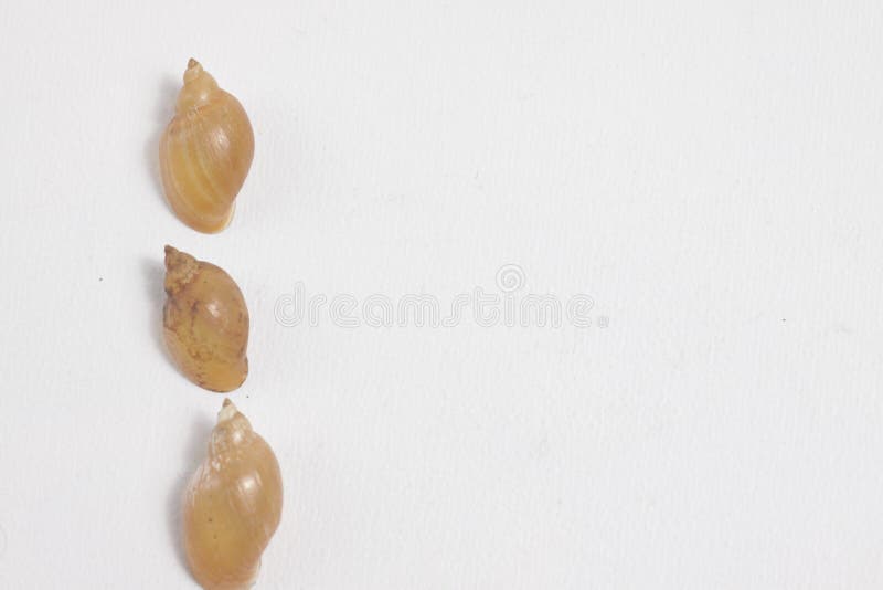 Close Up Shot of Fresh Water Snail`s Shell Stock Photo - Image of life ...