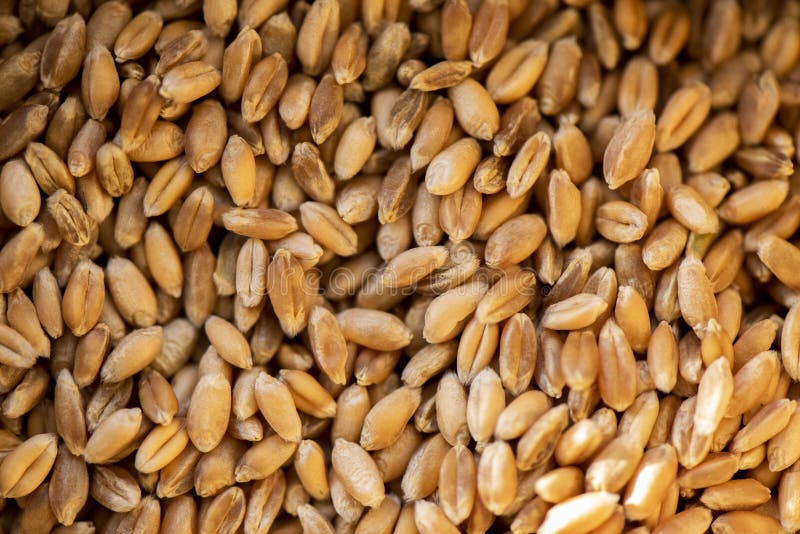 Close Up Shot of Fresh Wheat Grains Stock Photo - Image of agriculture ...
