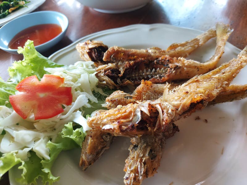 Close-up Shot of the Little Tree Lizard or a Thai Chameleon Hanging on ...