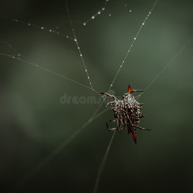 Close Up Shot Of Gasteracantha Cancriformis A Spinybacked Orbweaver On A Cobweb Stock Image
