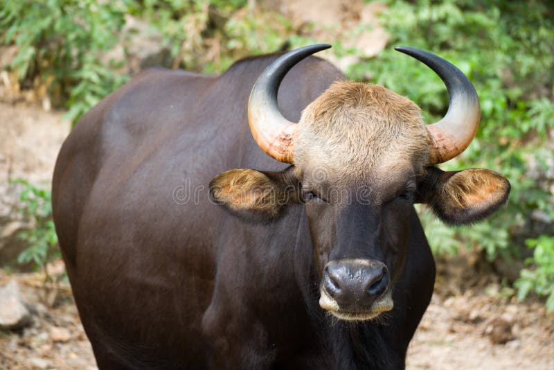 Close Up Shot of Gaur or Bos Gaurus Stock Photo - Image of tropical ...