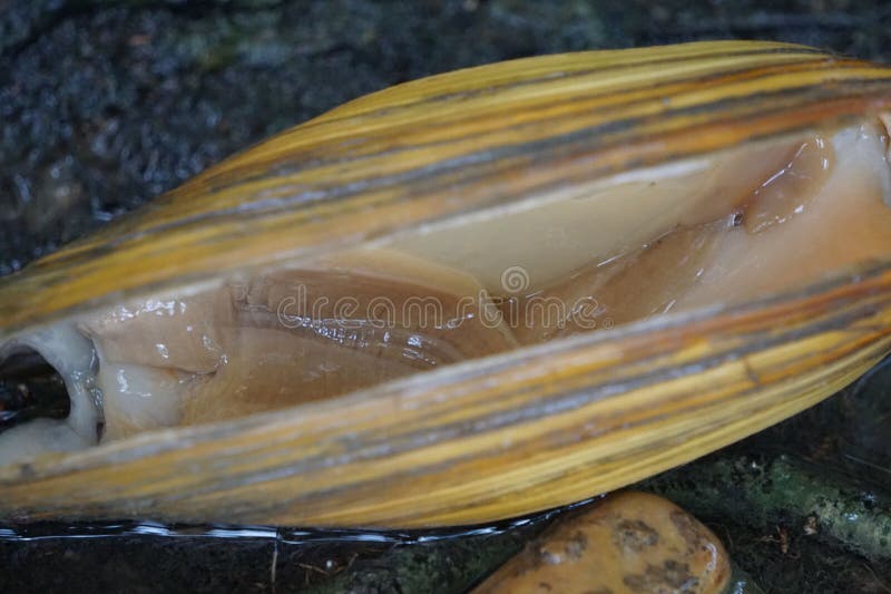 Close-up of a Giant with Living Inner Workings from the Sea Meat Stock ... Close-up of a Giant with Living Inner Workings from the Sea Meat Stock ...
