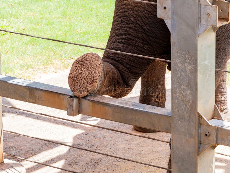 Close Up Shot of Giant Elephant Foot Stock Image - Image of closeup ...