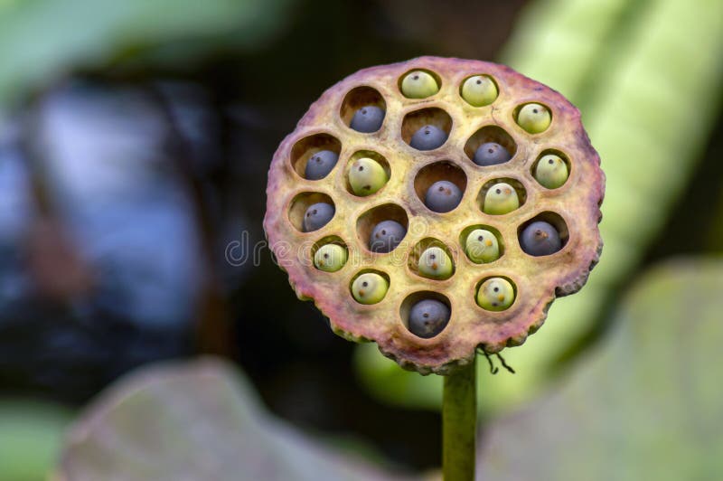 Close Up Shot of Giant Lotus Seed Head Stock Image - Image of close ...