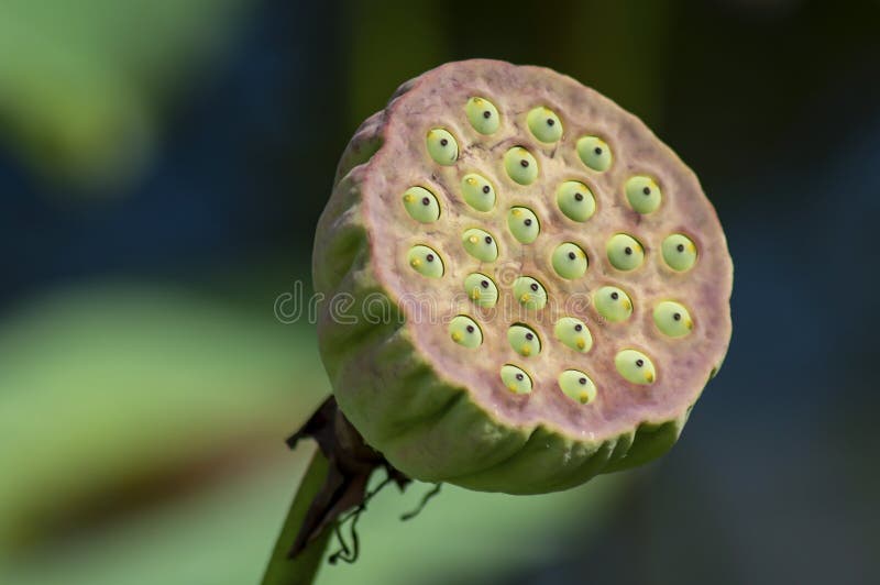 Close Up Shot of Giant Lotus Seed Head Stock Image - Image of lake ...