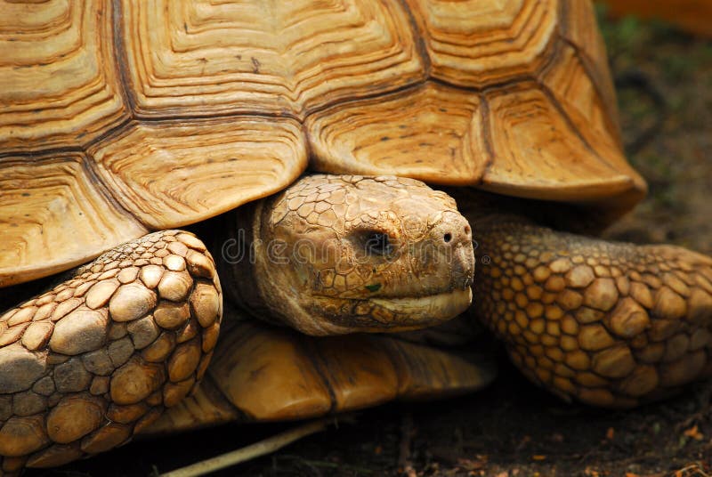 Close Up Shot at a Giant Tortoise Stock Image - Image of giant, animal ...