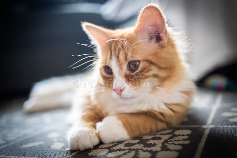 Close-up Shot of a Ginger Cat Laying on a Rug Stock Image - Image of ...