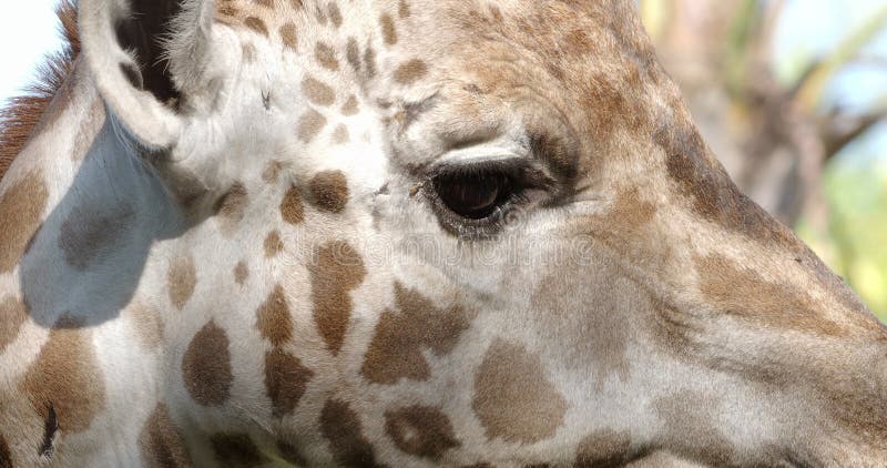 Giraffe Muzzle, Side View and Then Animal Looking To the Camera Stock ...