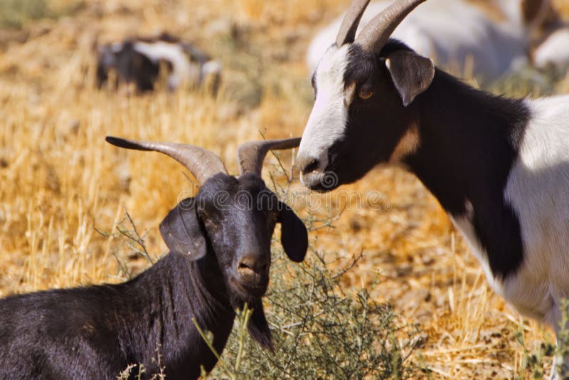 Close-up Shot of Goats in a Field Stock Photo - Image of close, farm ...