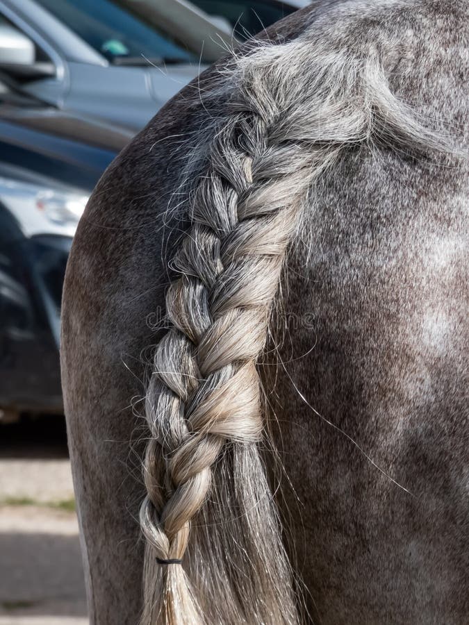 128 Horse Tail Braid Stock Photos - Free & Royalty-Free Stock Photos ...