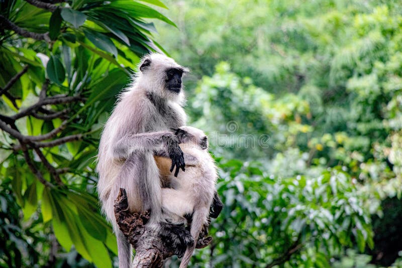 Close-up Shot of a Gray Langur Monkey Feeding Her Baby Stock Image ...