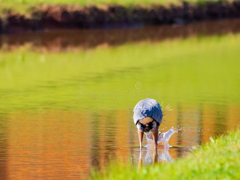 Close Up Shot of Great Blue Heron Catching Fish Stock Image - Image of ...