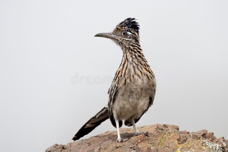 1,805 Roadrunner Stock Photos - Free & Royalty-Free Stock Photos from ...