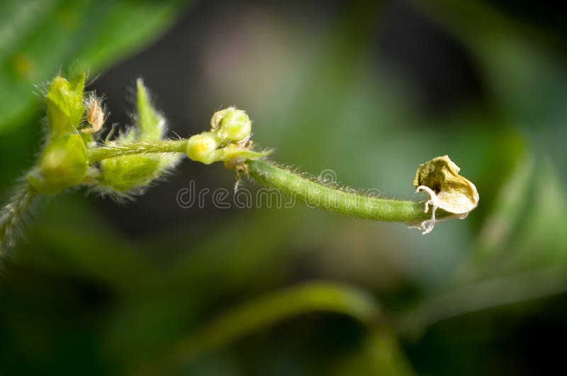 Close Up Shot of Green Bean Pod Stock Photo - Image of growth ...