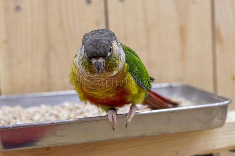 Close Up Shot of the Green Cheeked Parakeet. Birds Stock Photo - Image ...