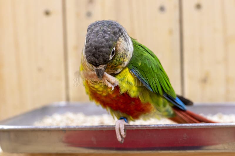 Close Up Shot of the Green Cheeked Parakeet. Birds Stock Illustration ...