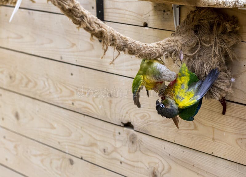 Close Up Shot of the Green Cheeked Parakeets. Birds Stock Image - Image ...