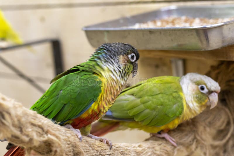 Close Up Shot of the Green Cheeked Parakeets. Birds Stock Illustration ...