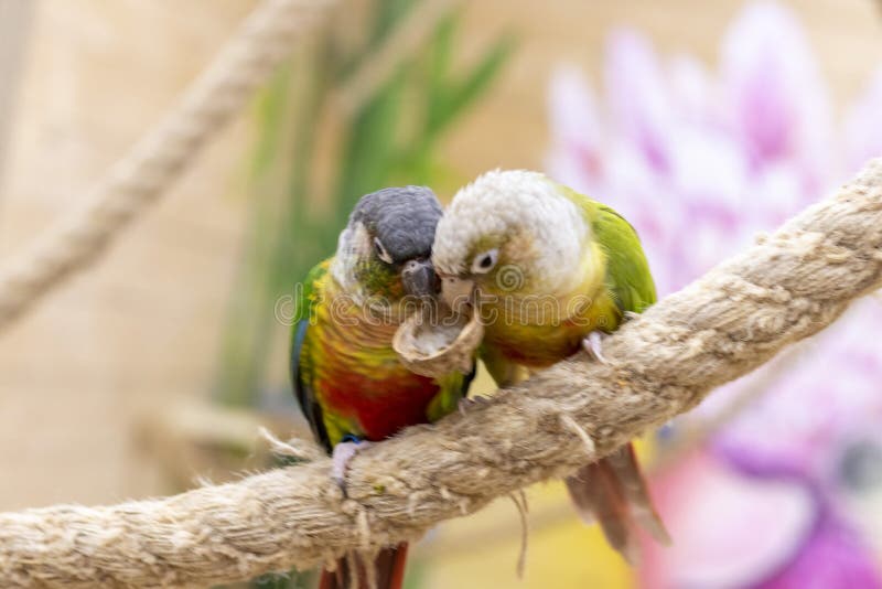 Close Up Shot of the Green Cheeked Parakeets. Birds Stock Illustration ...