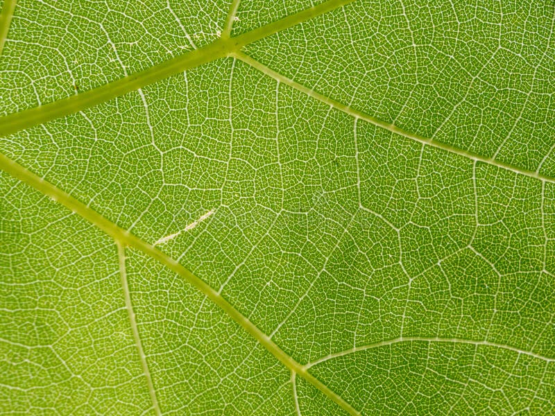 Close-up Shot of a Green Leaf Surface with Intricate Textures ...