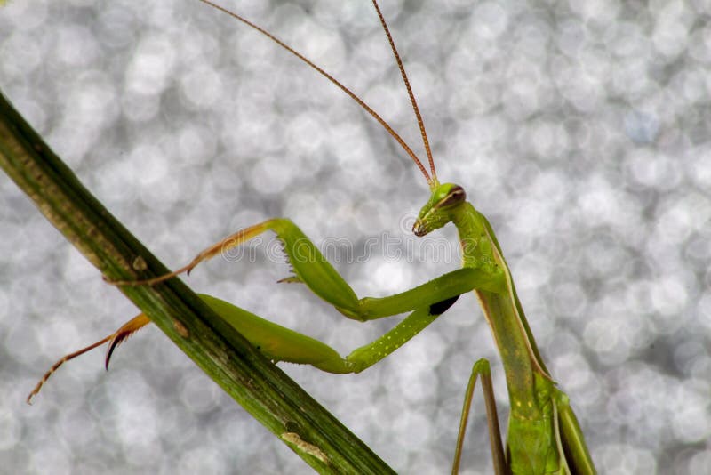 Close-up Shot of a Green Mantis Leaning on a Stalk. Stock Photo - Image ...