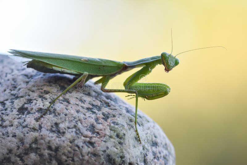Close Up Shot of Green Mantis on Nature Background. Stock Image - Image ...