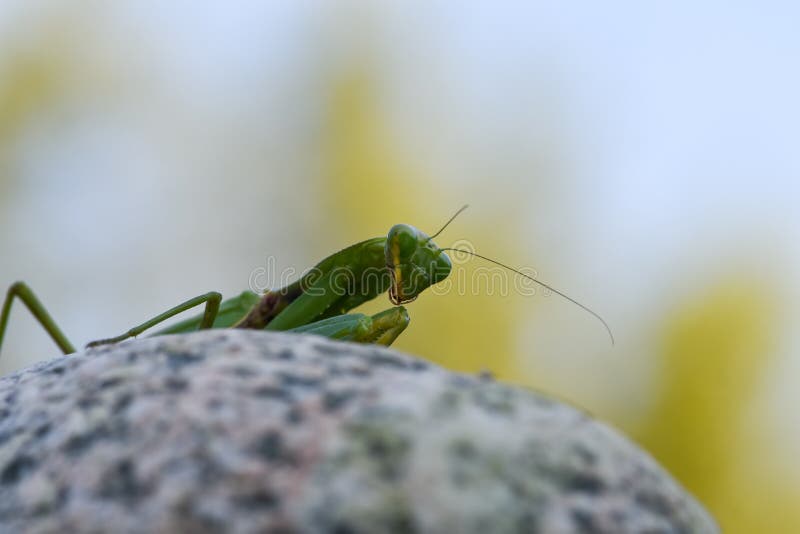 Close Up Shot of Green Mantis on Nature Background. Stock Photo - Image ...