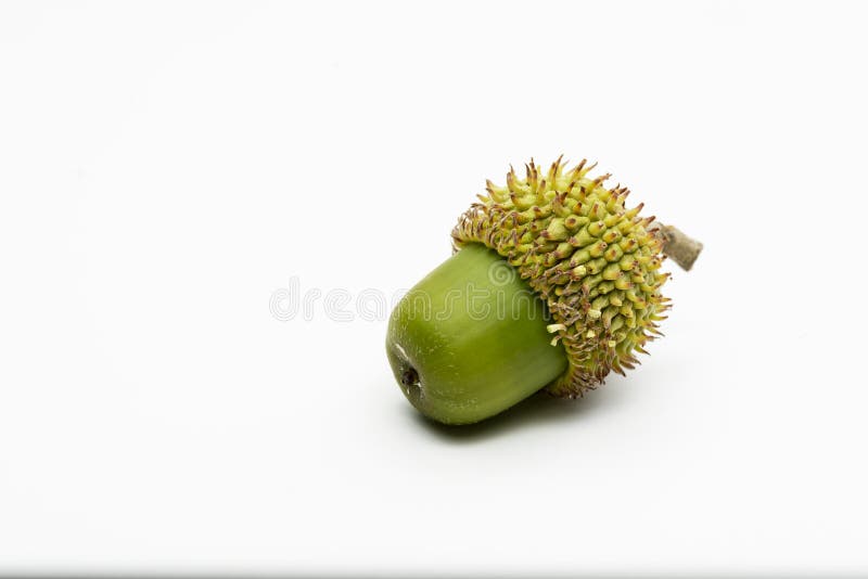 Close Up Shot of Green Single Acorn Stock Photo - Image of isolated ...
