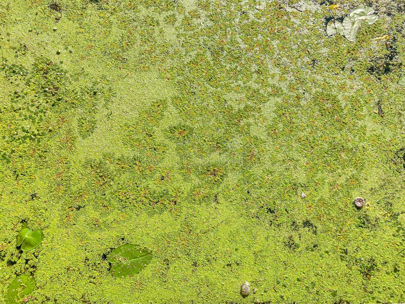 Close-up Shot of a Greenish, Uneven Algaeslime Surface with Various ...