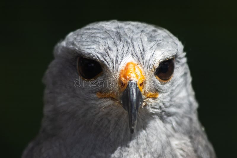Close Up Shot of a Grey Falcon Stock Image - Image of feather, wildlife ...
