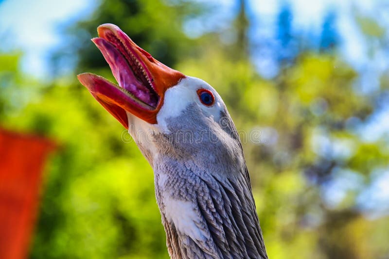 193 Goose Open Mouth Stock Photos - Free & Royalty-Free Stock Photos ...