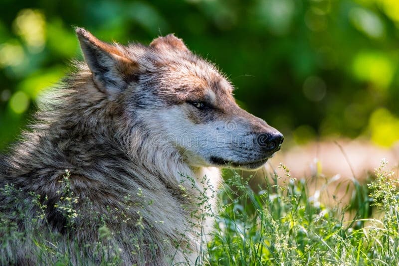Close Up Shot of a Grey Timber Wolf Stock Image - Image of lupus ...