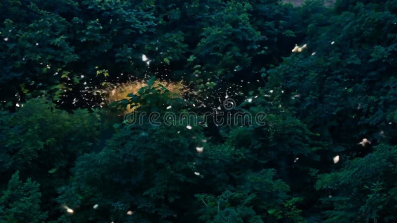 A Close-up Shot of a Group of Fireflies Flying Around a Tree. the ...