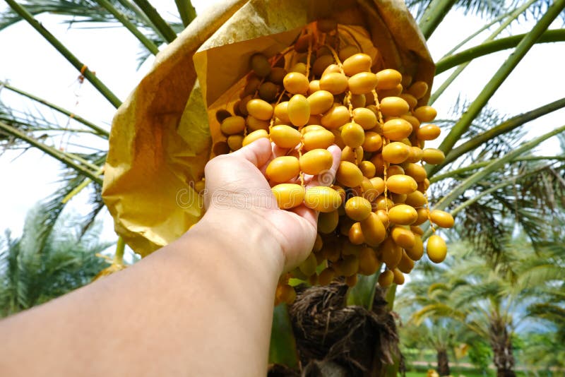 A Close-up Shot of a Hand Holding a Bunch of Dates Palms in a ...