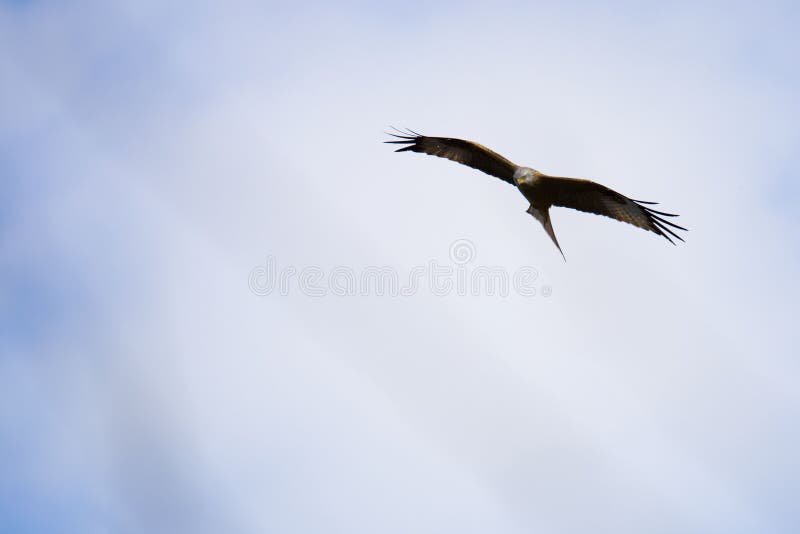 Close-up Shot of a Hawk Flying in the Sky Stock Photo - Image of ...