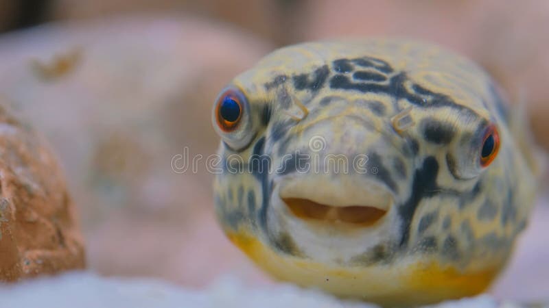Close Up Shot of Head of Fish Stock Image - Image of hobby, closeup ...