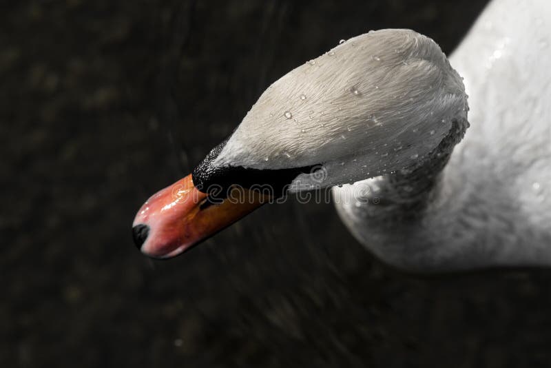 Close-up Shot of a Head of a Swan Stock Image - Image of cygnet ...