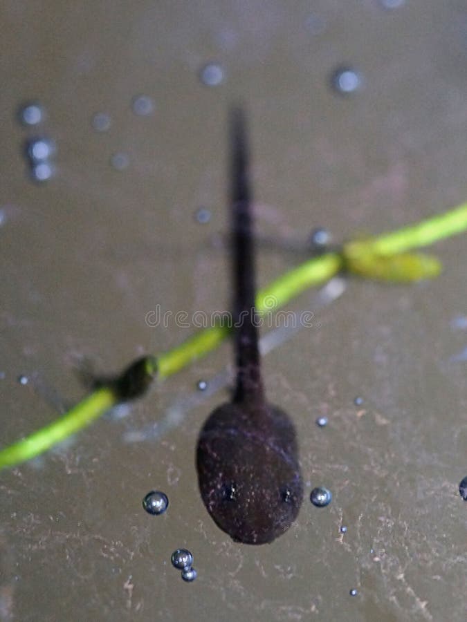 Macro of the Head of a Tadpole Stock Photo - Image of solitary, tadpole ...