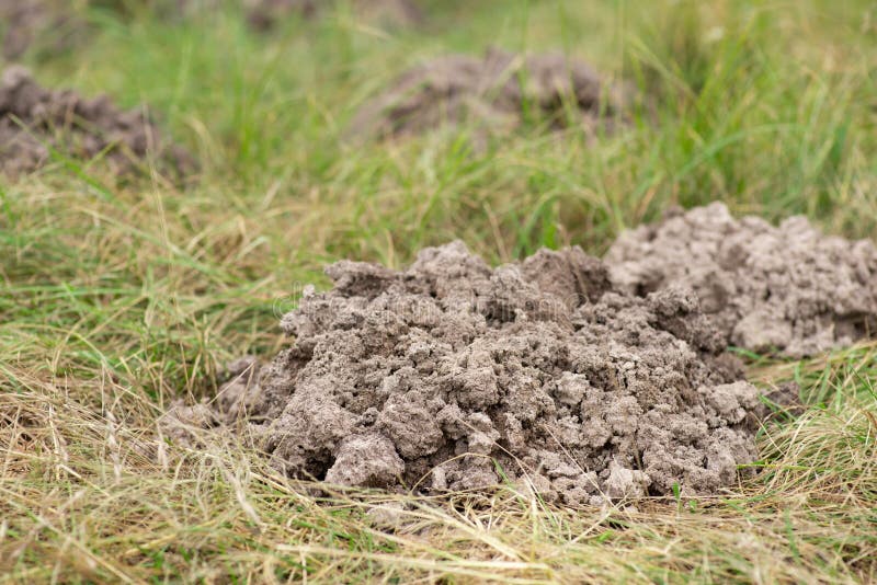 Close Up Shot of Heaps of Ground Made by Moles Stock Image - Image of ...