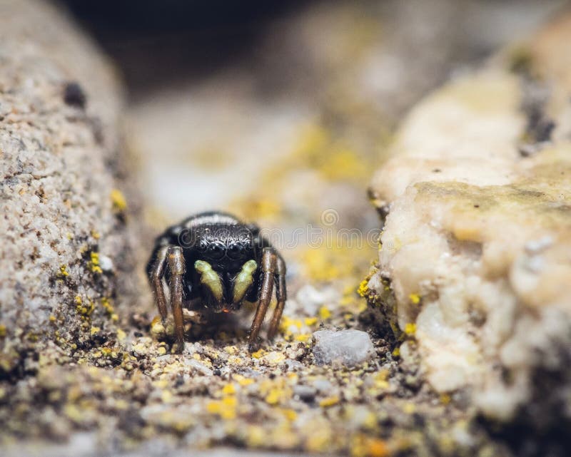 Close-up Shot of a Heliophanus Flavipes Spider on the Rocks Stock Image ...