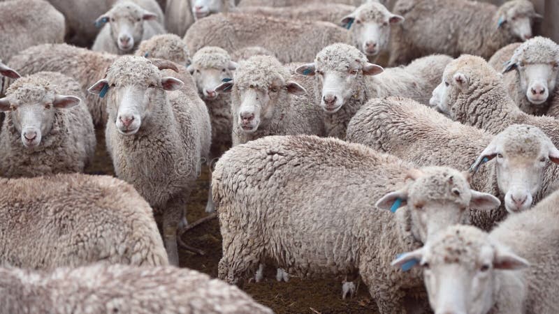 Group of Sheep Seen Inside Pen Stock Footage - Video of farming ...