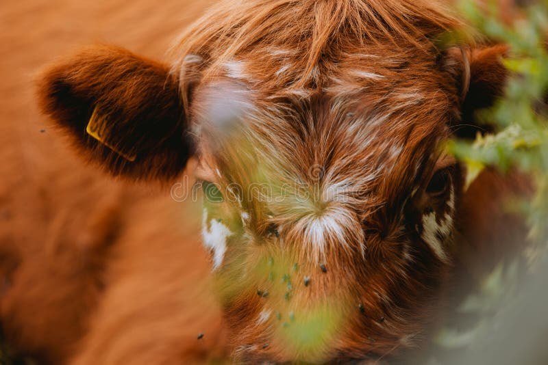 Close-up Shot of a Highland Cattle Stock Photo - Image of pasture ...