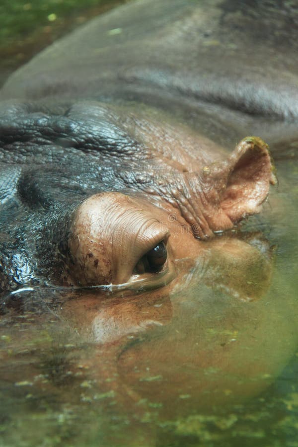 Close Up Shot of Hippo S Eye in Water Stock Image - Image of animal ...