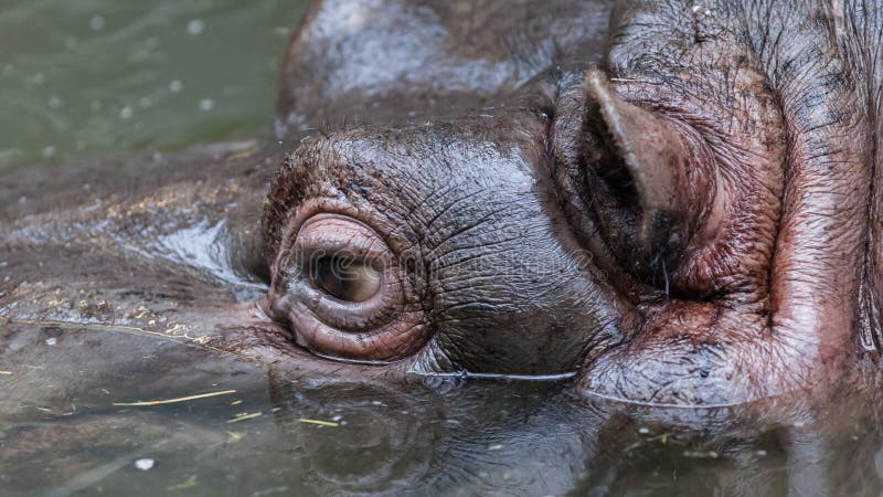 Close Up Shot Of Hippo's Eye In Water Stock Image - Image of massive ...